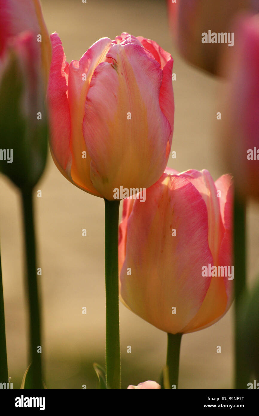 Beet flower hi-res stock photography and images - Alamy