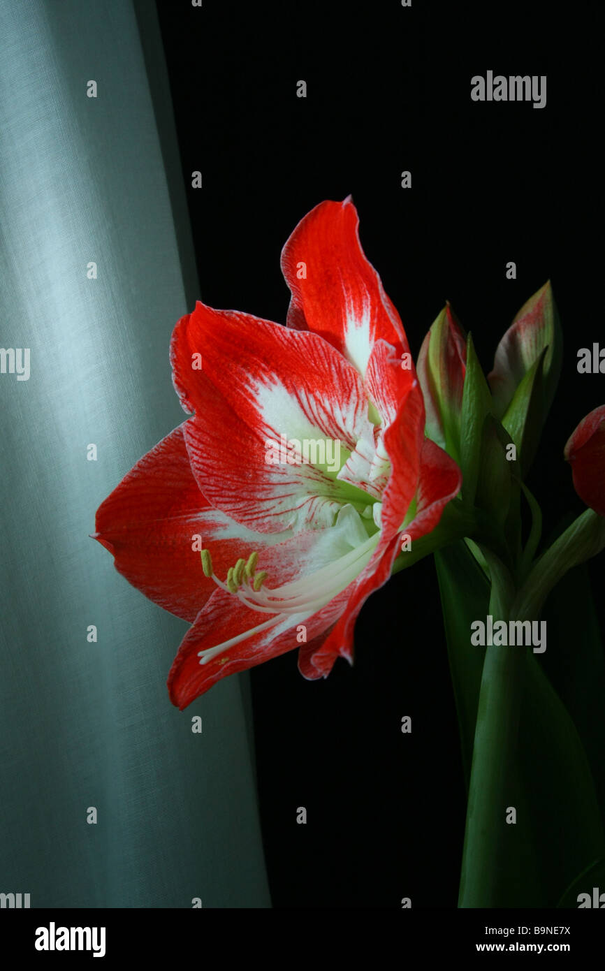 Red and white amaryllis flowering, close up Stock Photo - Alamy