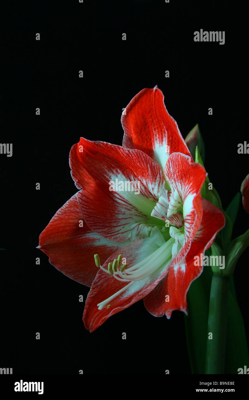 Red and white amaryllis flowering, close up Stock Photo - Alamy