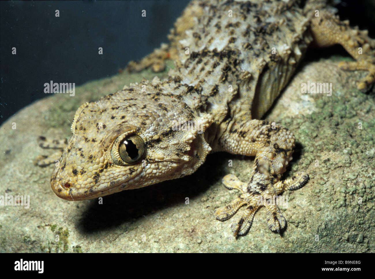Moorish Gecko, Tarentola mauritanica Stock Photo - Alamy