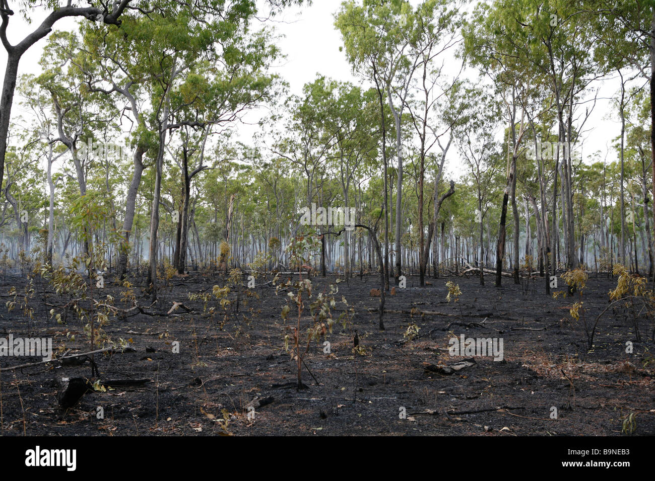 Aboriginal australia fire hi-res stock photography and images - Alamy