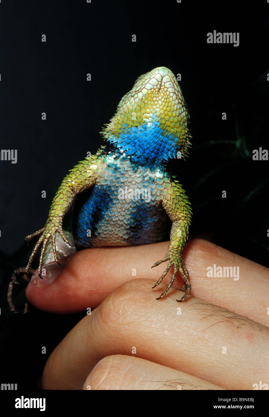 Green spiny Lizard Sceloporus malachiticus, Iguanidae, Central America ...