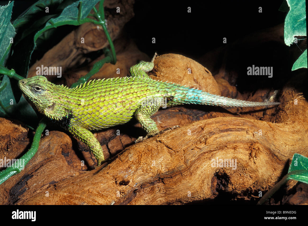 Green spiny Lizard Sceloporus malachiticus, Iguanidae, Central America ...