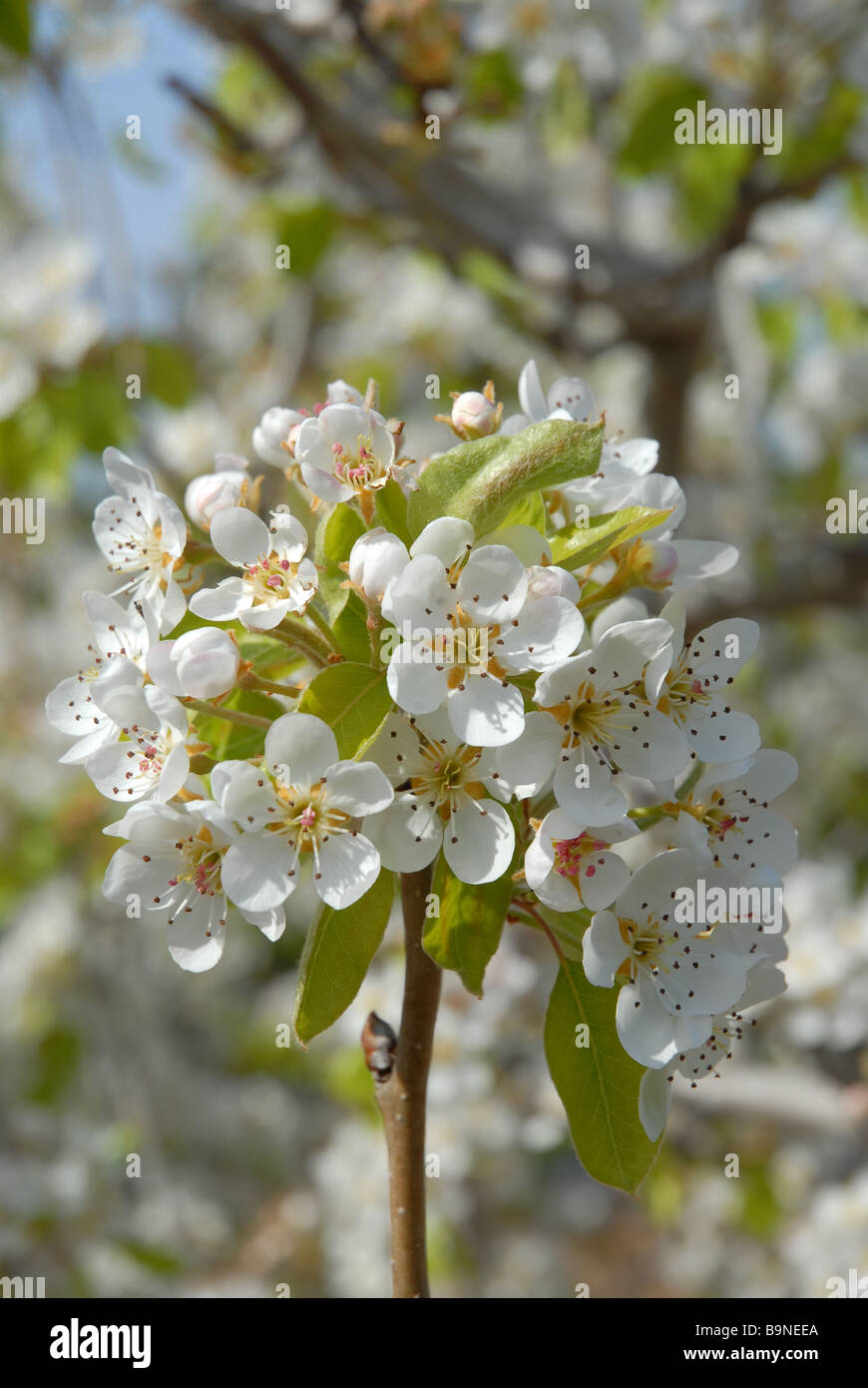 Pear blossom hi-res stock photography and images - Alamy