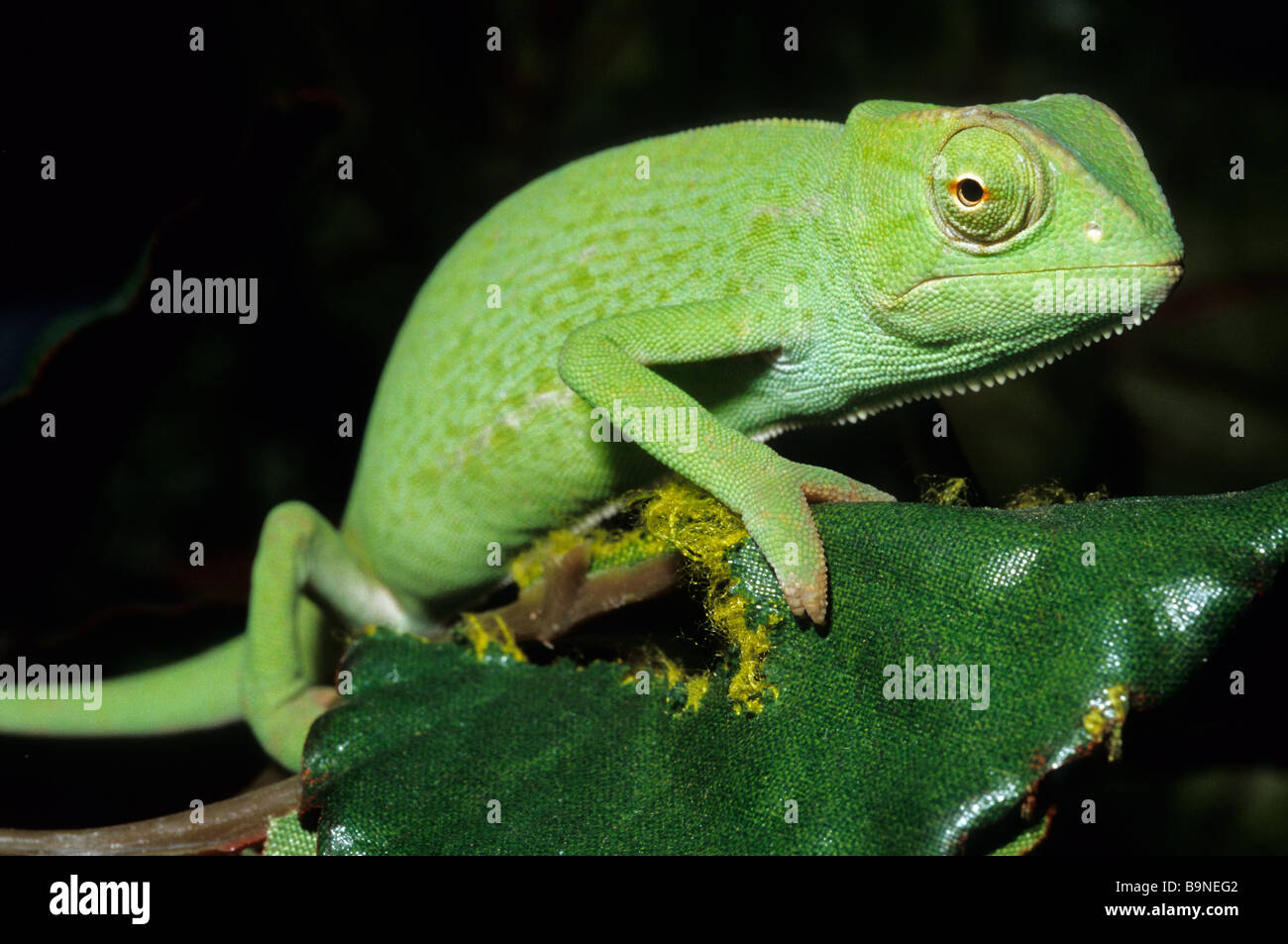 Africa reptile reptiles roberto nistri horizontal hi-res stock ...