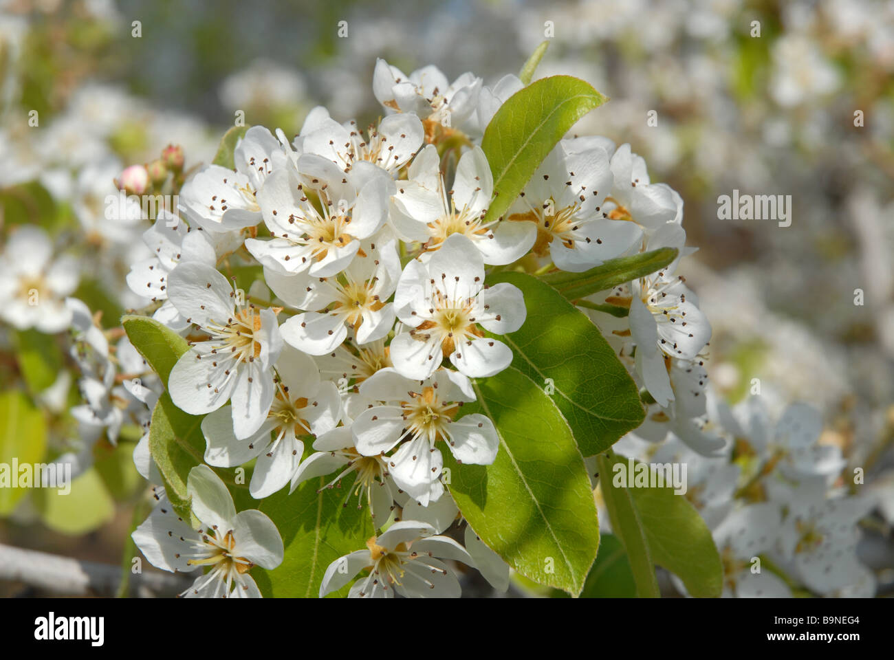 Blossom pear hi-res stock photography and images - Alamy