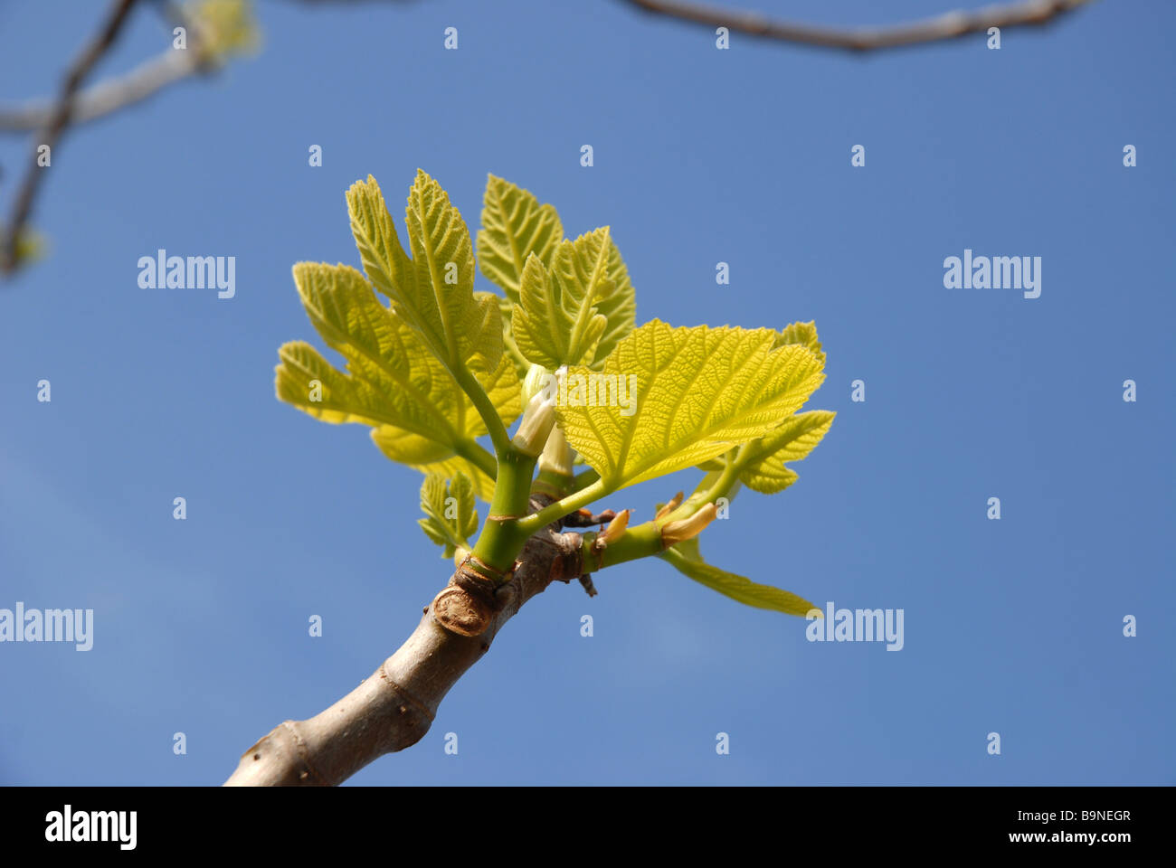 Spring fig leaf tree hi-res stock photography and images - Alamy