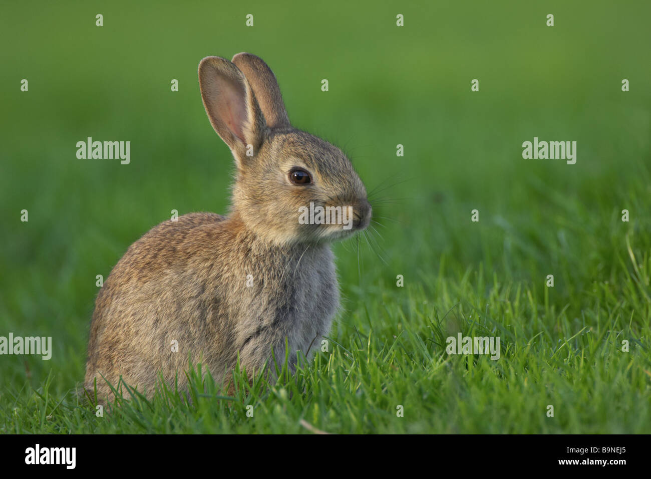 Young wild rabbit Stock Photo - Alamy