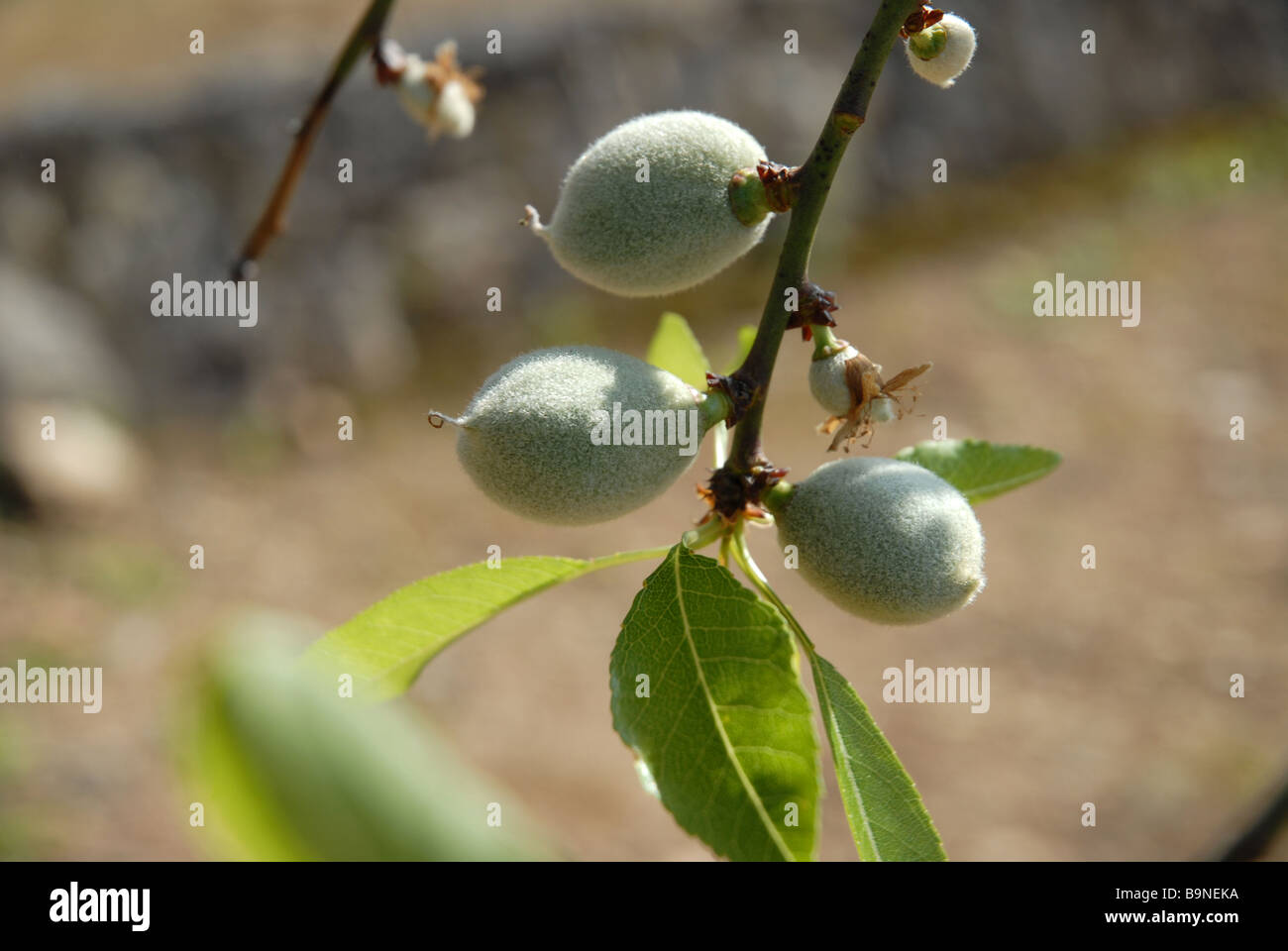 fresh, unripe almonds on tree, Spain Stock Photo - Alamy