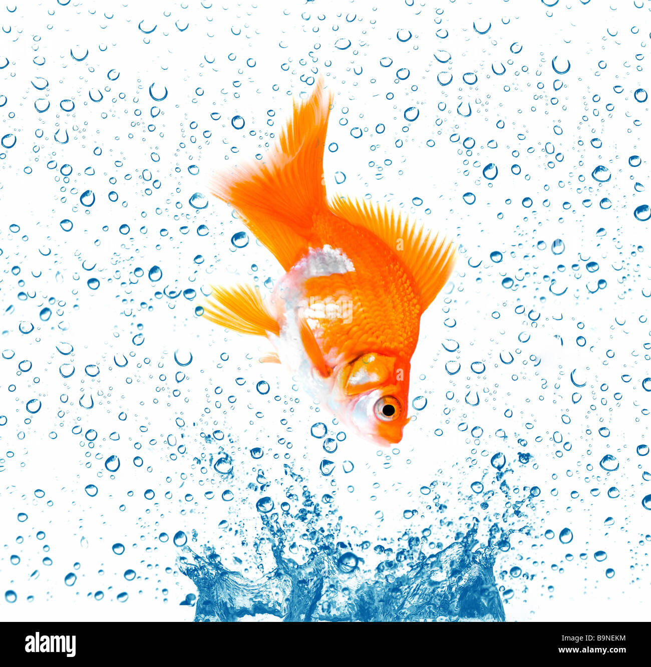 Goldfish is jumping out of water goldfish Stock Photo - Alamy