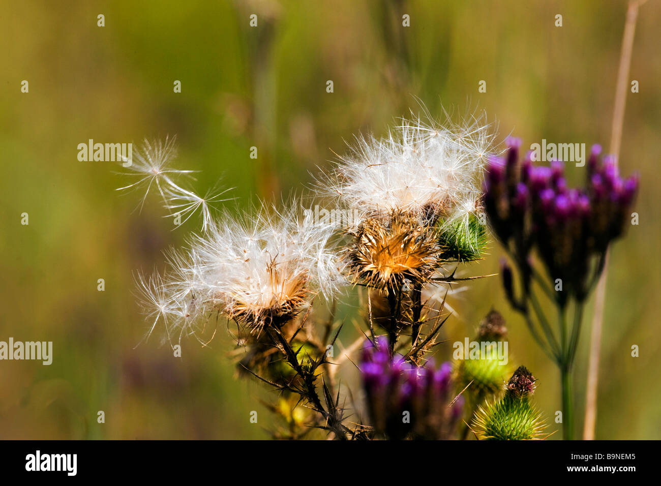Flowers in seed Stock Photo - Alamy