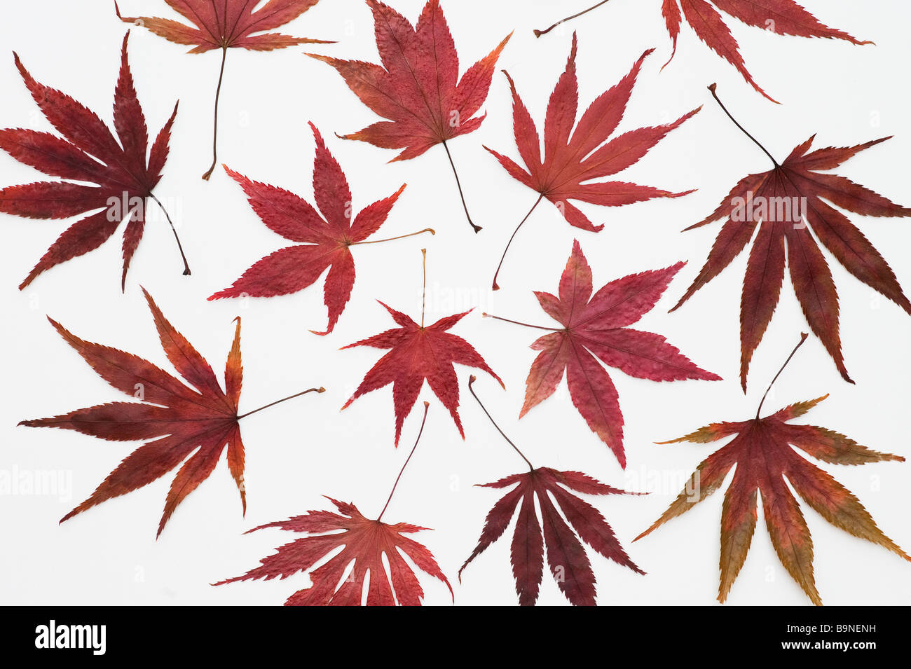 Autumn Acer leaf pattern on white background Stock Photo - Alamy