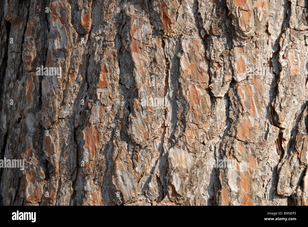 Pine tree bark hi-res stock photography and images - Alamy
