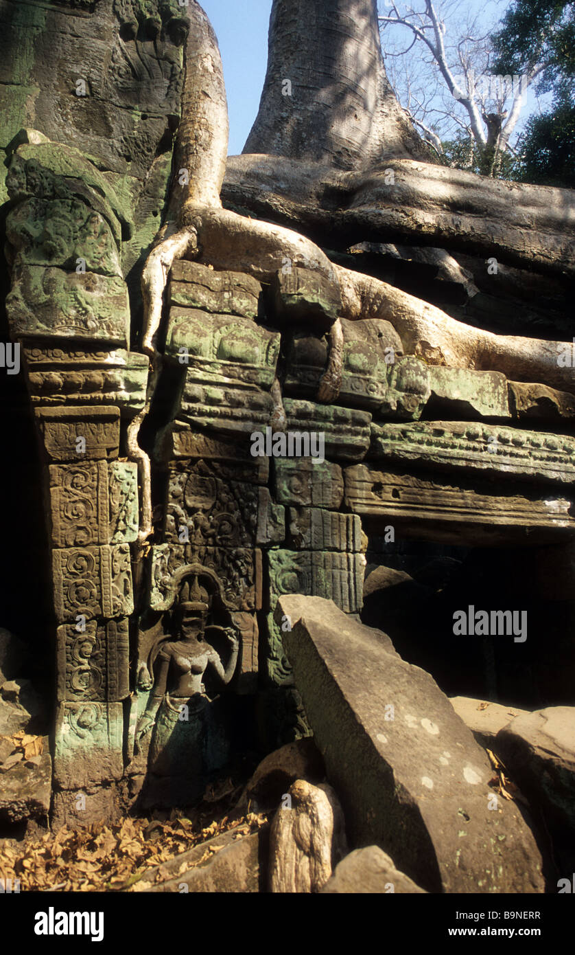 Tree roots taking over a temple in the Angkor Wat complex, Cambodia ...