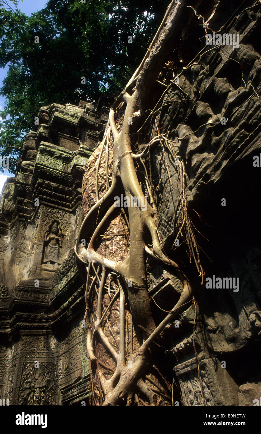 Tree roots taking over a temple in the Angkor Wat complex, Cambodia ...