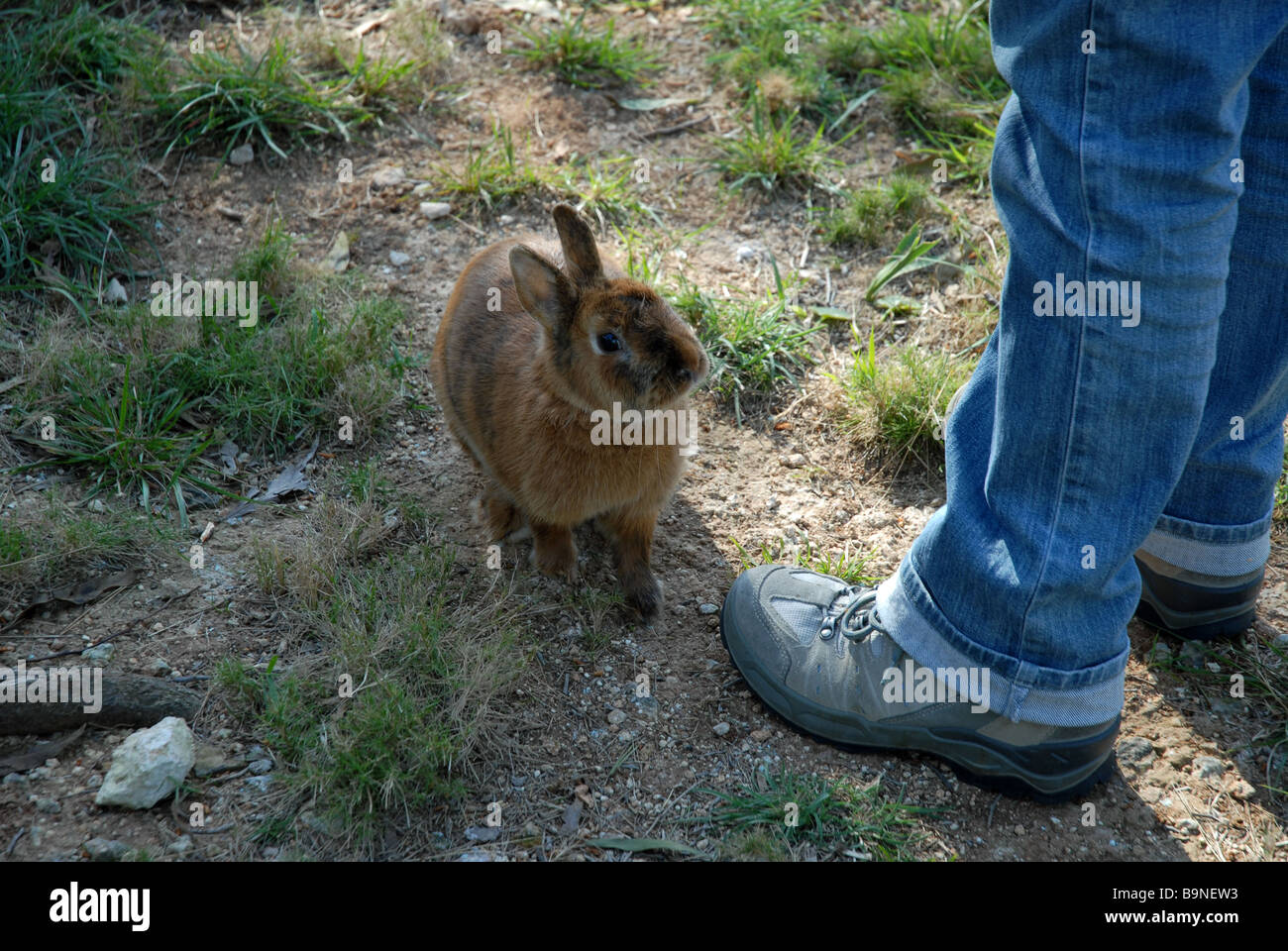 Rabbit feet hi-res stock photography and images - Alamy