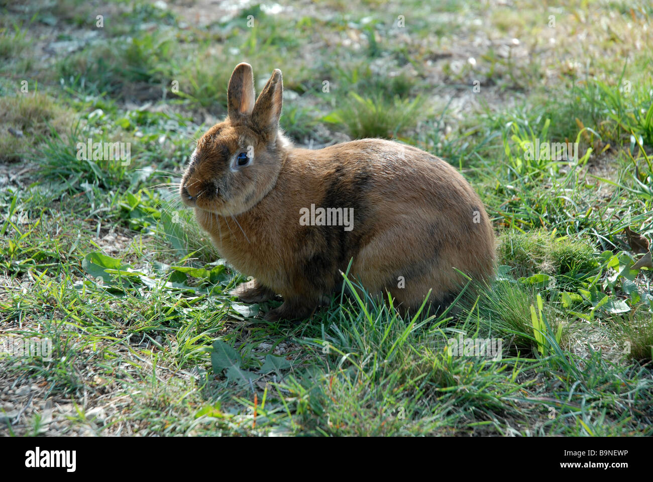 free range domestic rabbit in the garden Stock Photo - Alamy