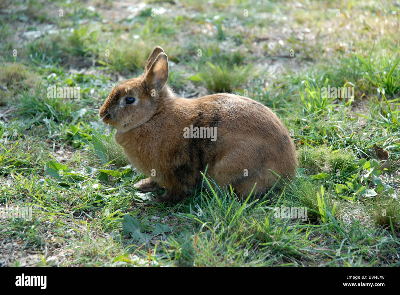 Tame rabbit hi-res stock photography and images - Alamy