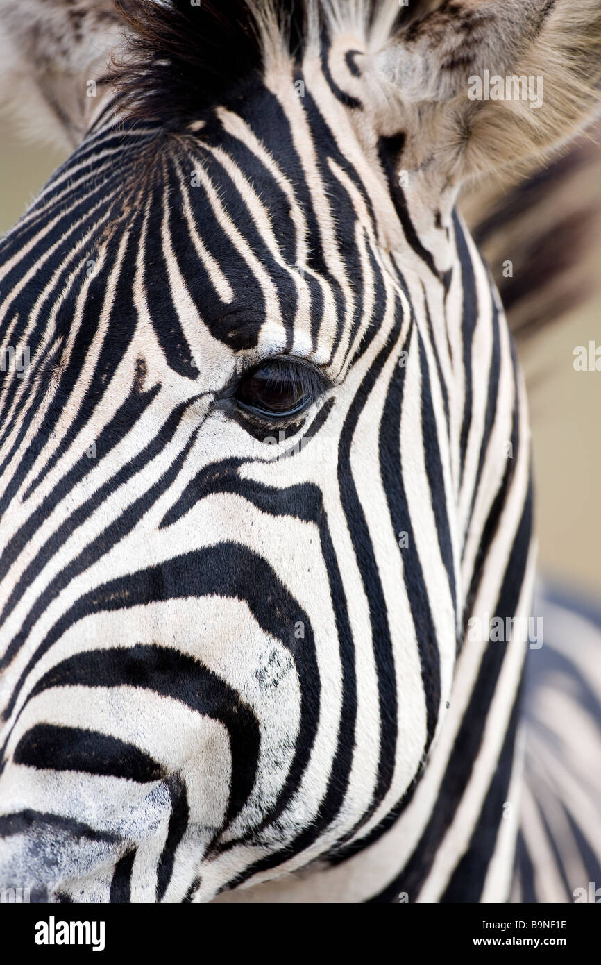 Zebra headshot hi-res stock photography and images - Alamy