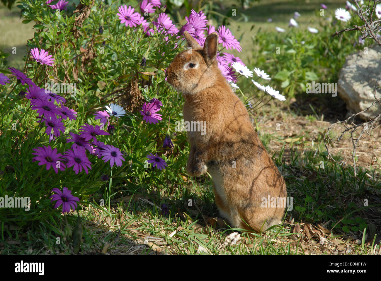 Rabbit standing on hind legs hi-res stock photography and images - Alamy