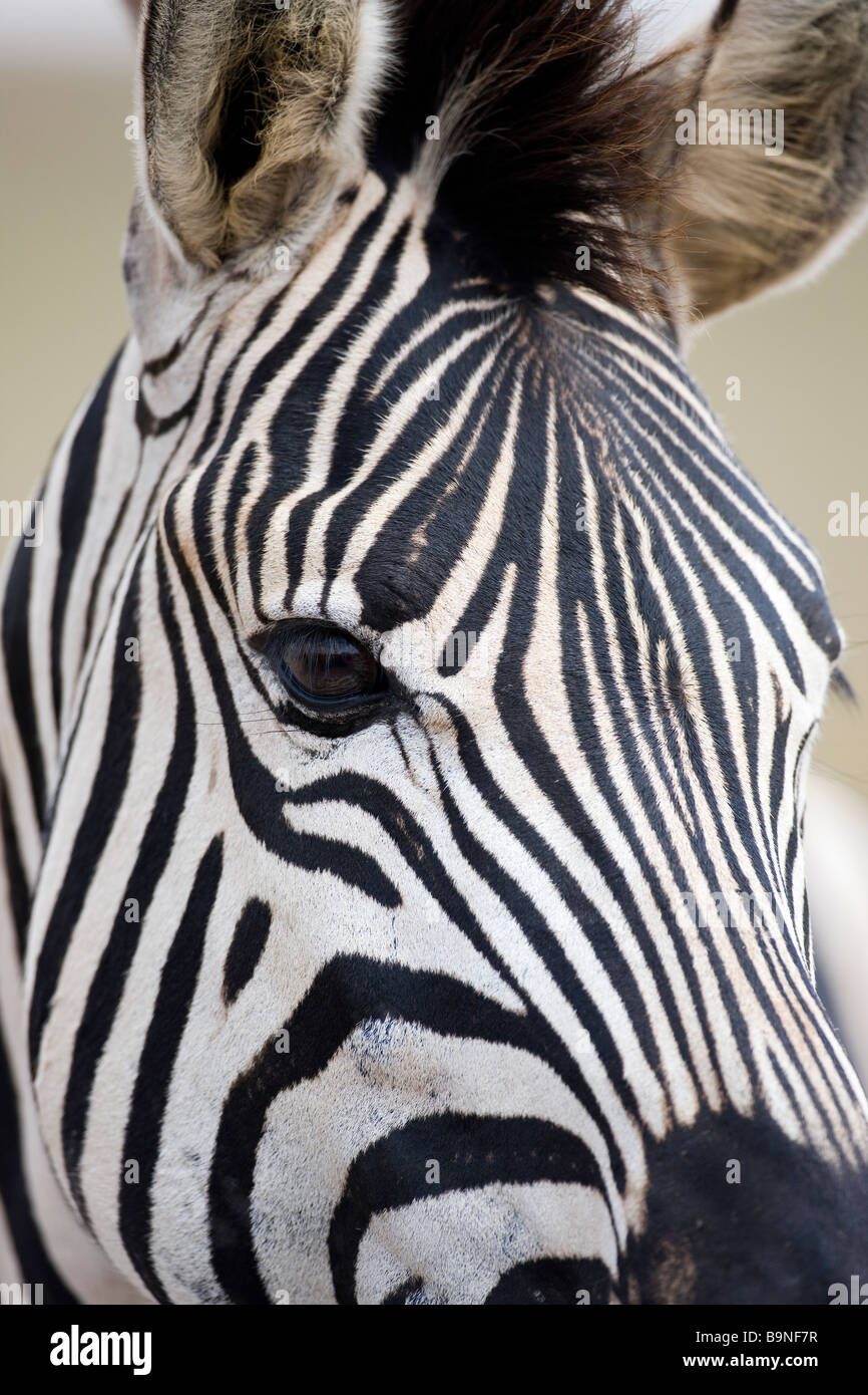 Zebra headshot hi-res stock photography and images - Alamy