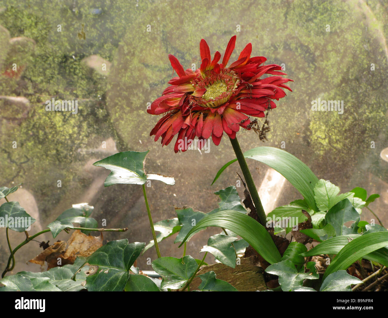Tatty flower hi-res stock photography and images - Alamy