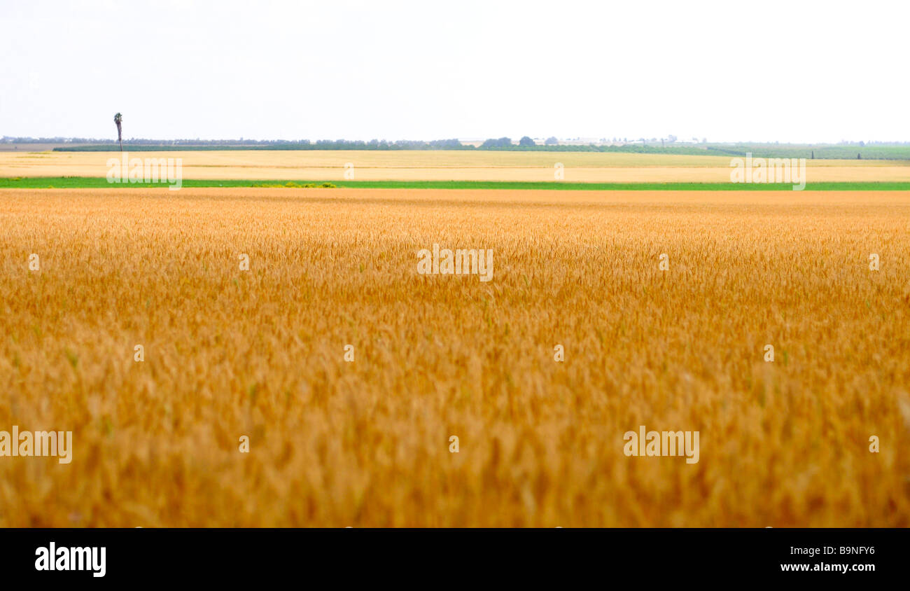 Israel Negev Desert Wheat Field Stock Photo - Alamy
