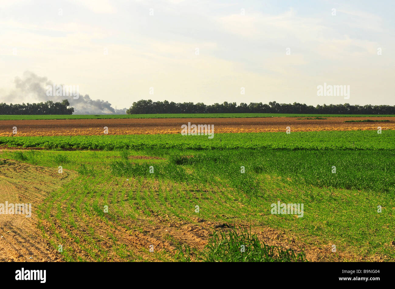 Israeli agriculture wheat field hi-res stock photography and images - Alamy