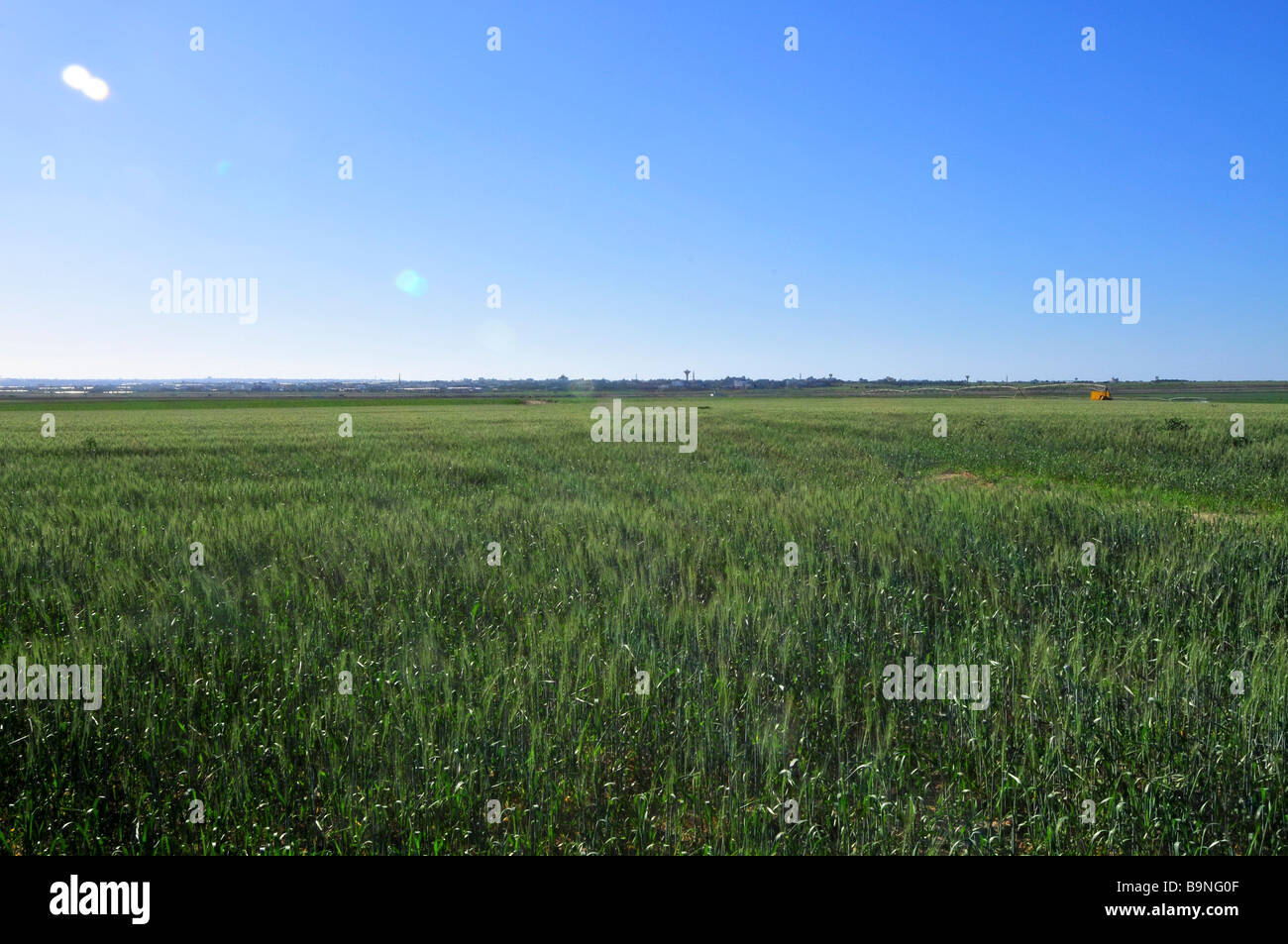 Israel wheat grain hi-res stock photography and images - Alamy