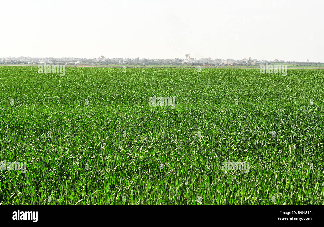 Desert farming in negev israel hi-res stock photography and images - Alamy
