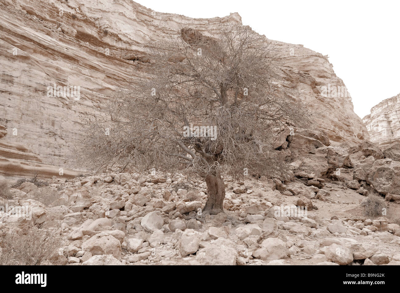 Israel Negev Desert dead dry single tree Stock Photo - Alamy