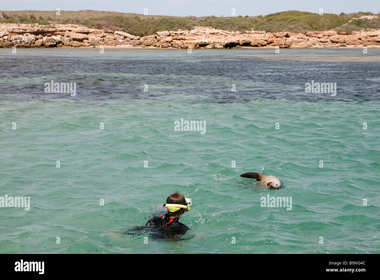 Woman swims with sea lion during Baird Bay Ocean Eco Experience tour ...