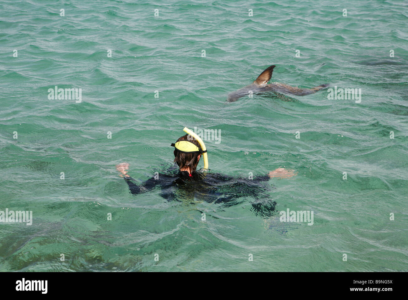 Woman swims with sea lion during Baird Bay Ocean Eco Experience tour ...