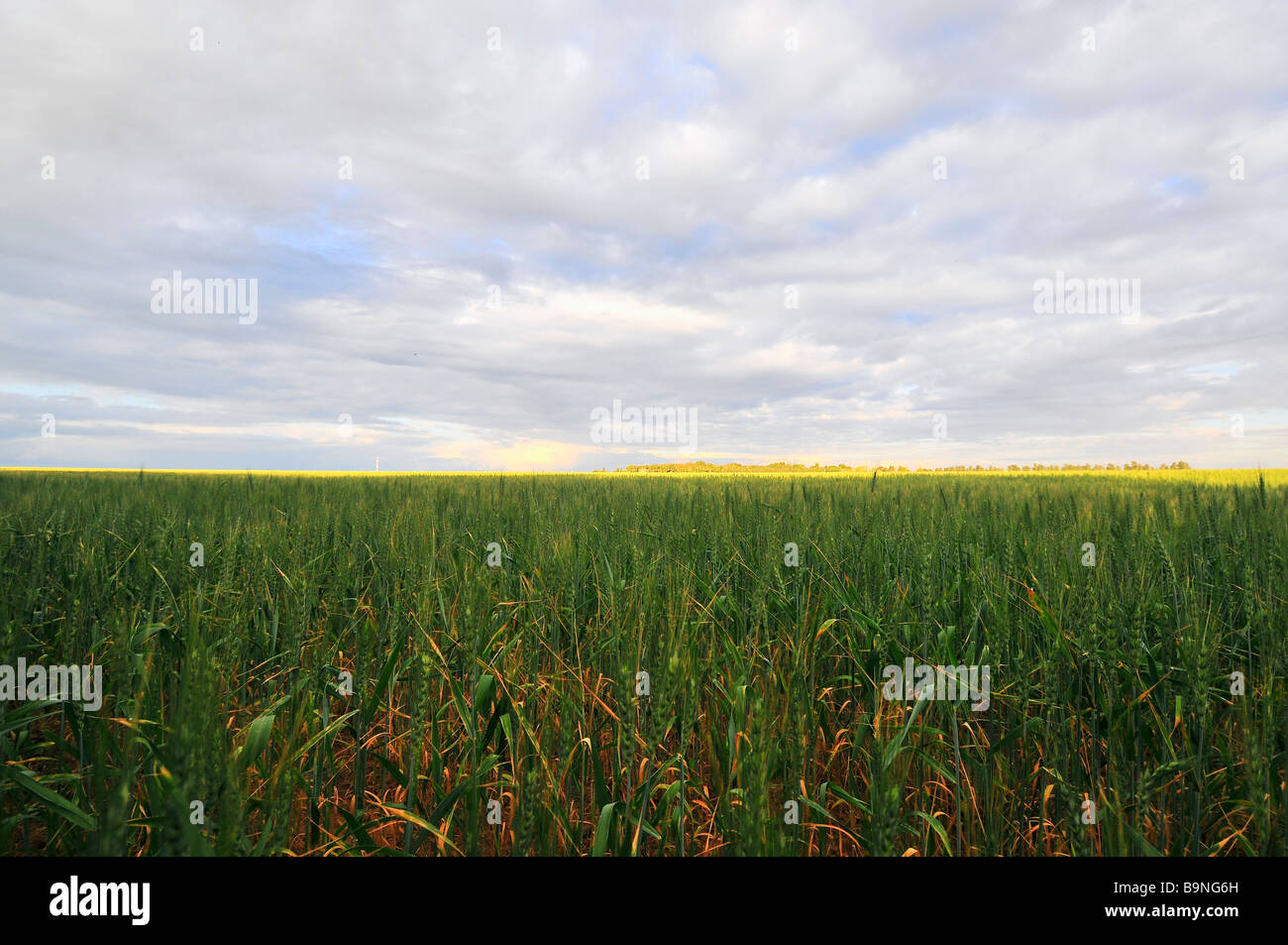 Israel Negev Desert Wheat Field Stock Photo - Alamy