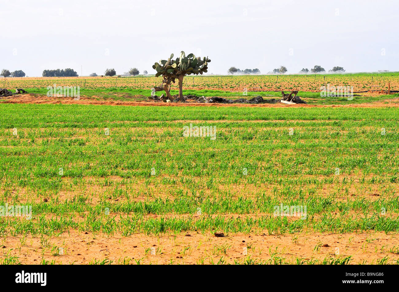 Israel Negev Desert Wheat Field Stock Photo - Alamy