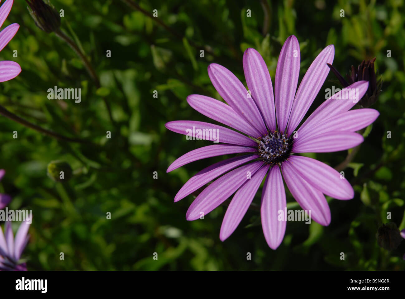 Purple Daisy Flower
