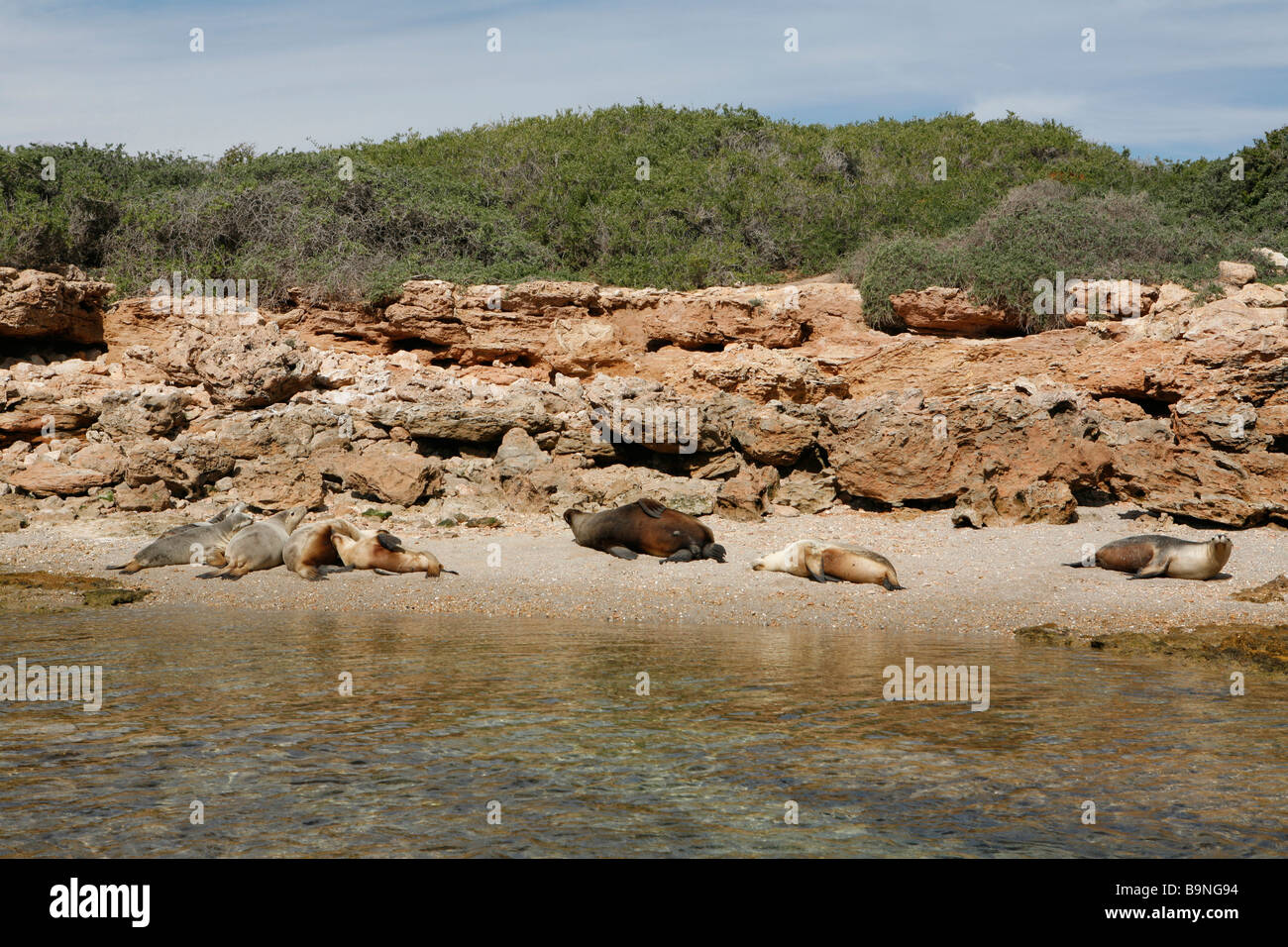 Sea lions on beach: Baird Bay Ocean Eco Experience tour: swimming with ...