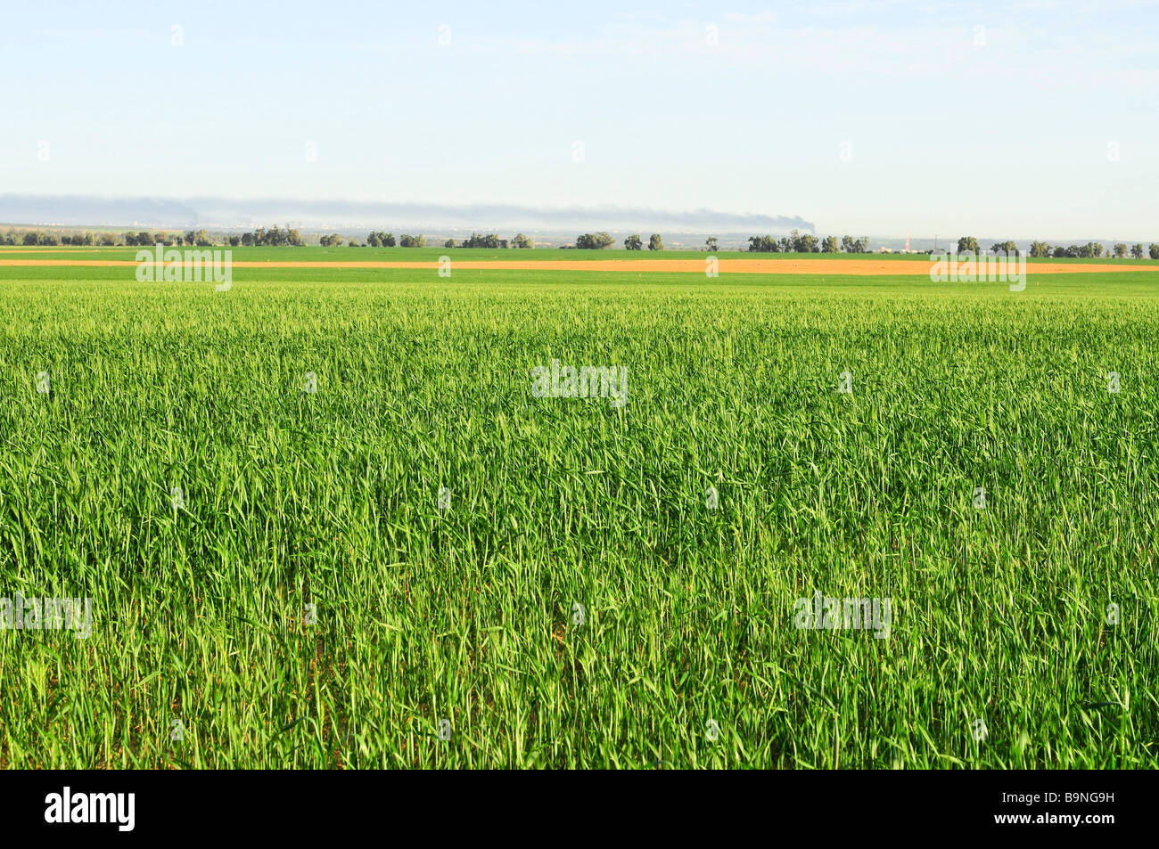 Israel Negev Desert Wheat Field Stock Photo - Alamy