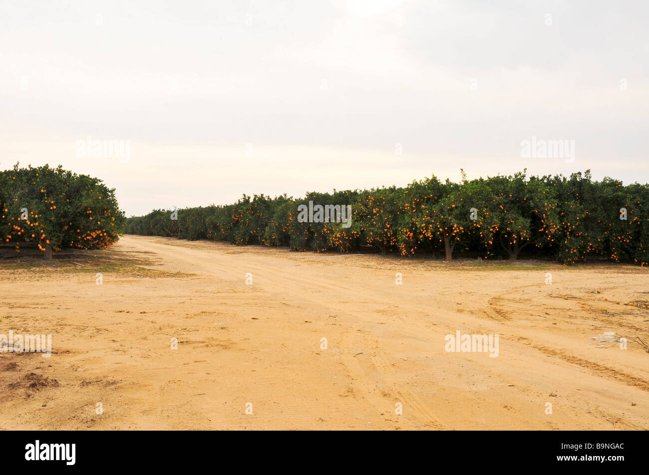 Israel Negev Desert Orange Orchard Stock Photo - Alamy