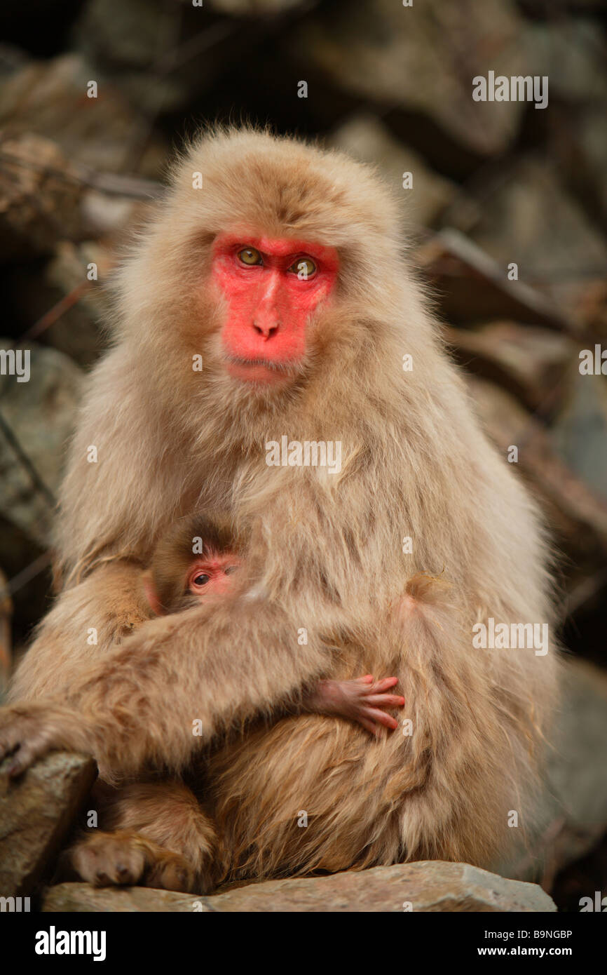 Japanese Snow Monkeys from Jigokudani Stock Photo - Alamy