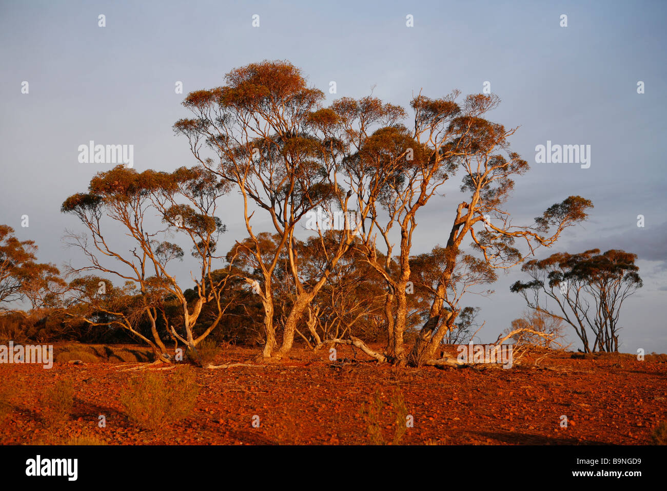 Gawler ranges hi-res stock photography and images - Alamy