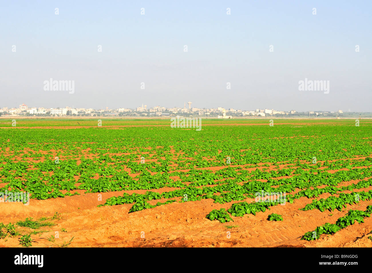 Israel Negev Desert Vegetable Field Stock Photo - Alamy