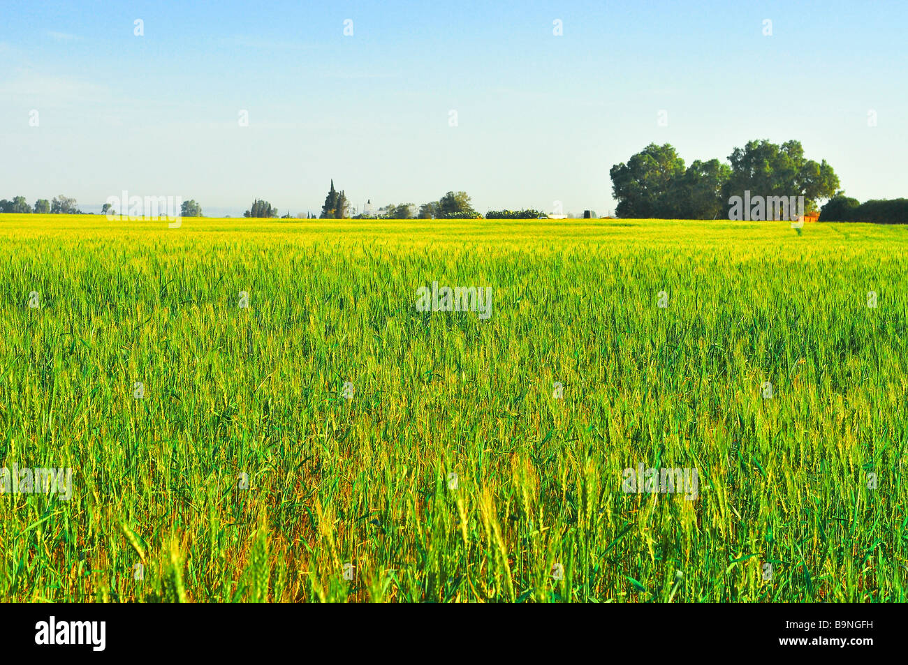 Israel Negev Desert Wheat Field Stock Photo - Alamy