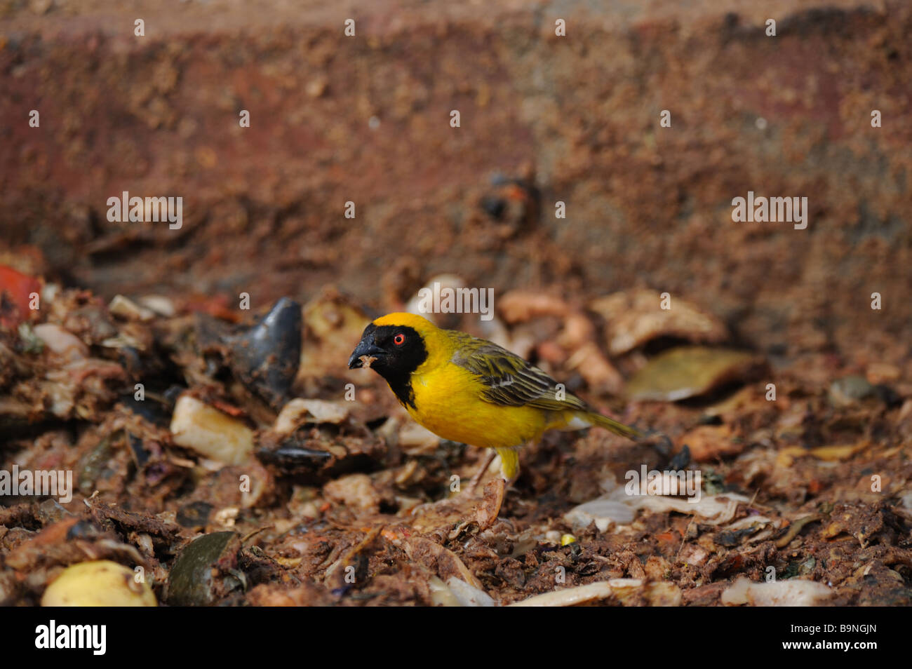 Masked weaver bird hi-res stock photography and images - Alamy