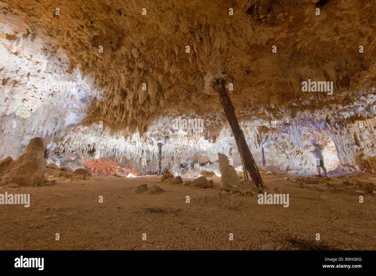 Tree roots underground hi-res stock photography and images - Alamy