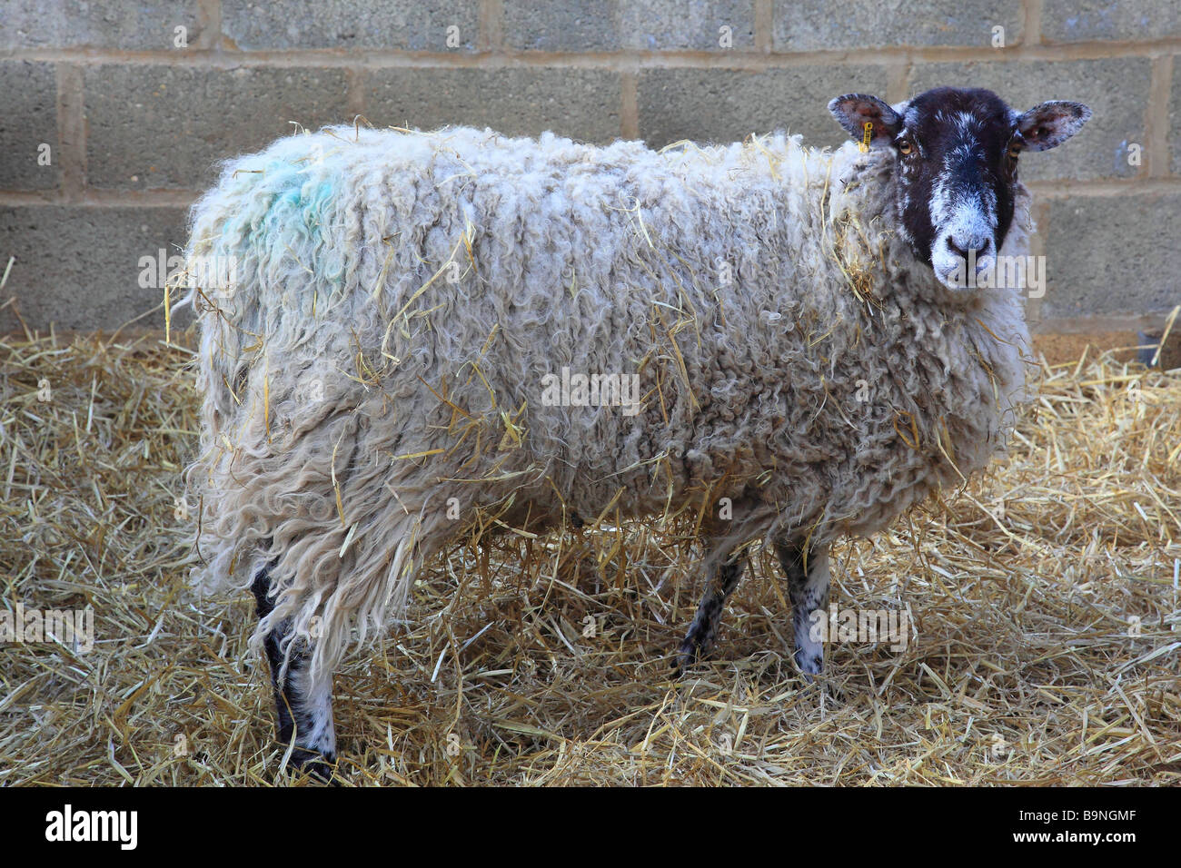 Long fur sheep hi-res stock photography and images - Alamy