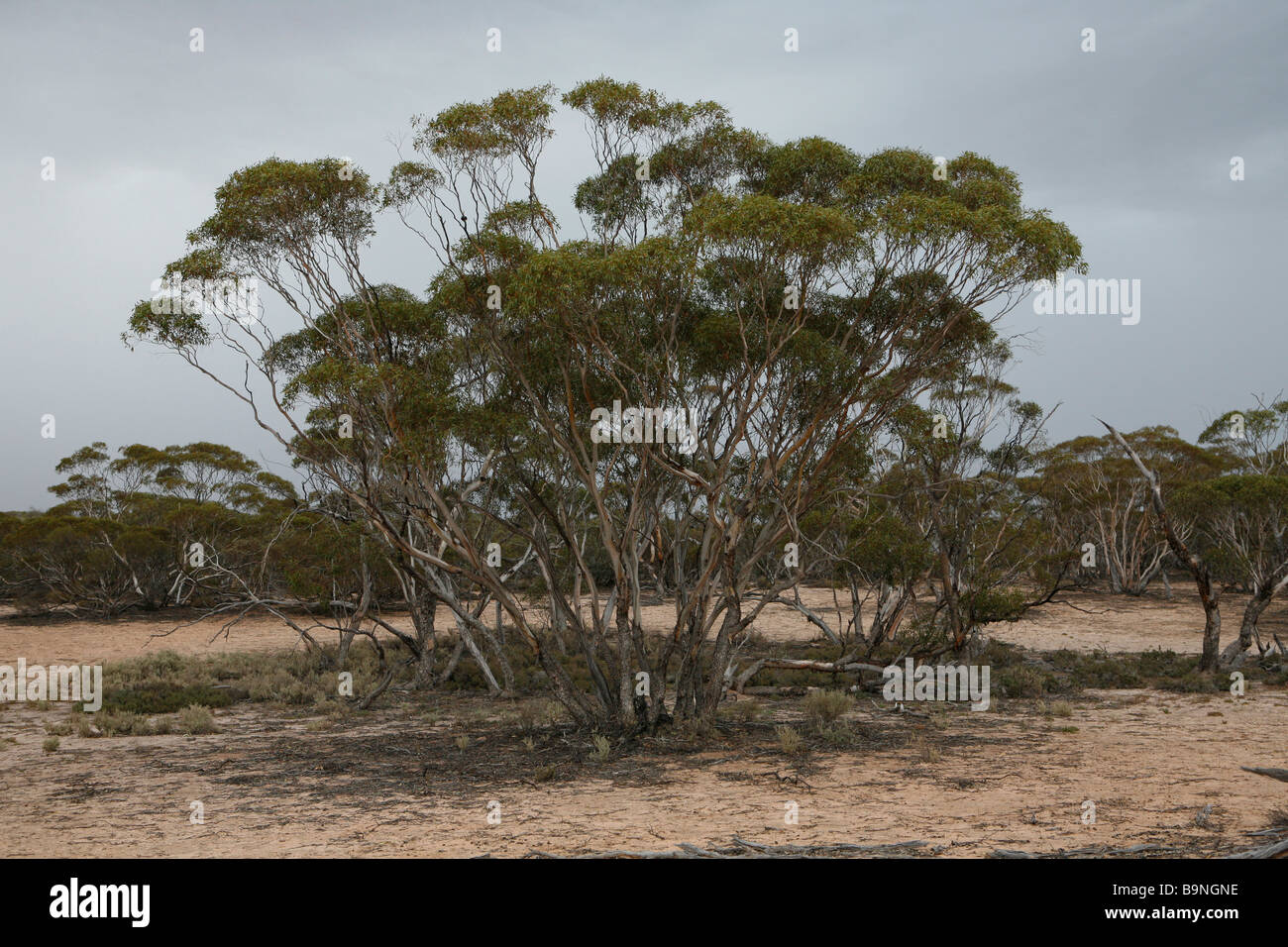 Gawler ranges hi-res stock photography and images - Alamy