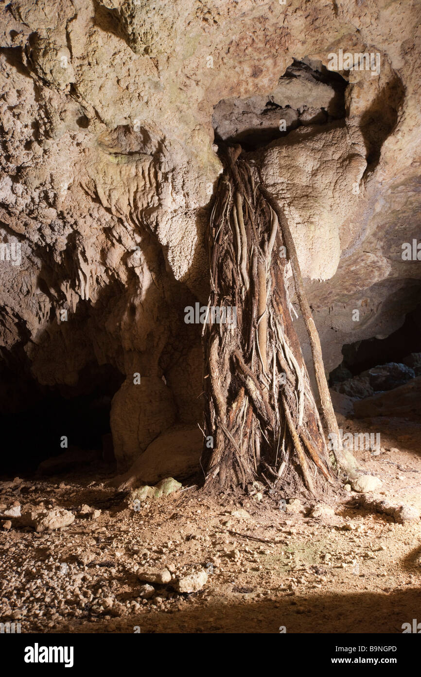 Tree Root Cave High Resolution Stock Photography and Images - Alamy
