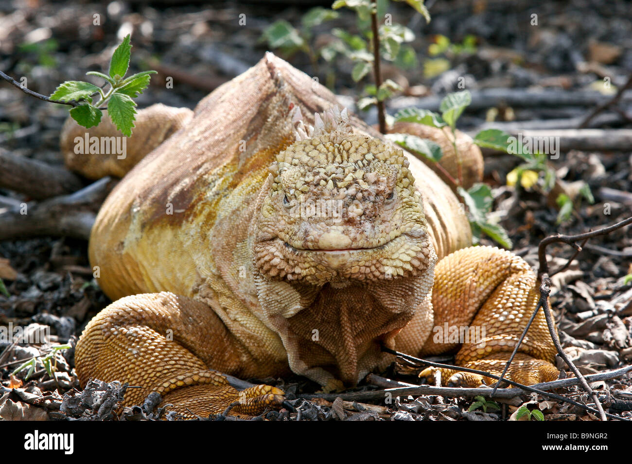 Land Iguana Urbina Bay Isabela Island Galapagos Islands Stock Photo - Alamy