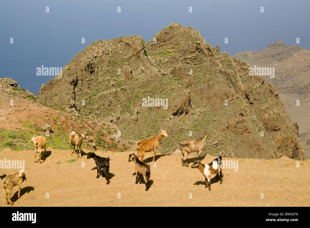 Canary goats hi-res stock photography and images - Alamy